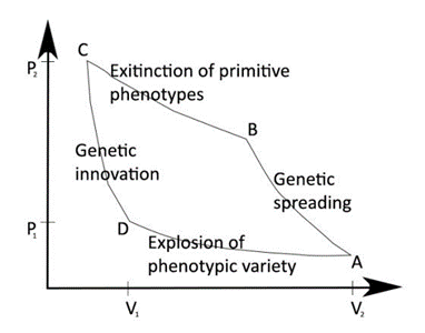 The Thermodynamic Considerations of Evolution; the Role of Entropy in ...