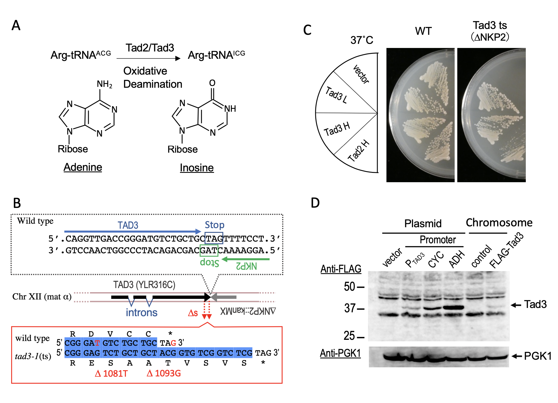 The CGA Codon Decoding through Arg-tRNA^ICG Supply Governed by Tad2 ...